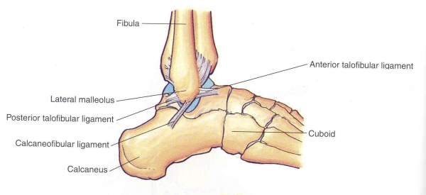 Anterior talofibular ligament - کلینیک فیزیوتراپی رامتن